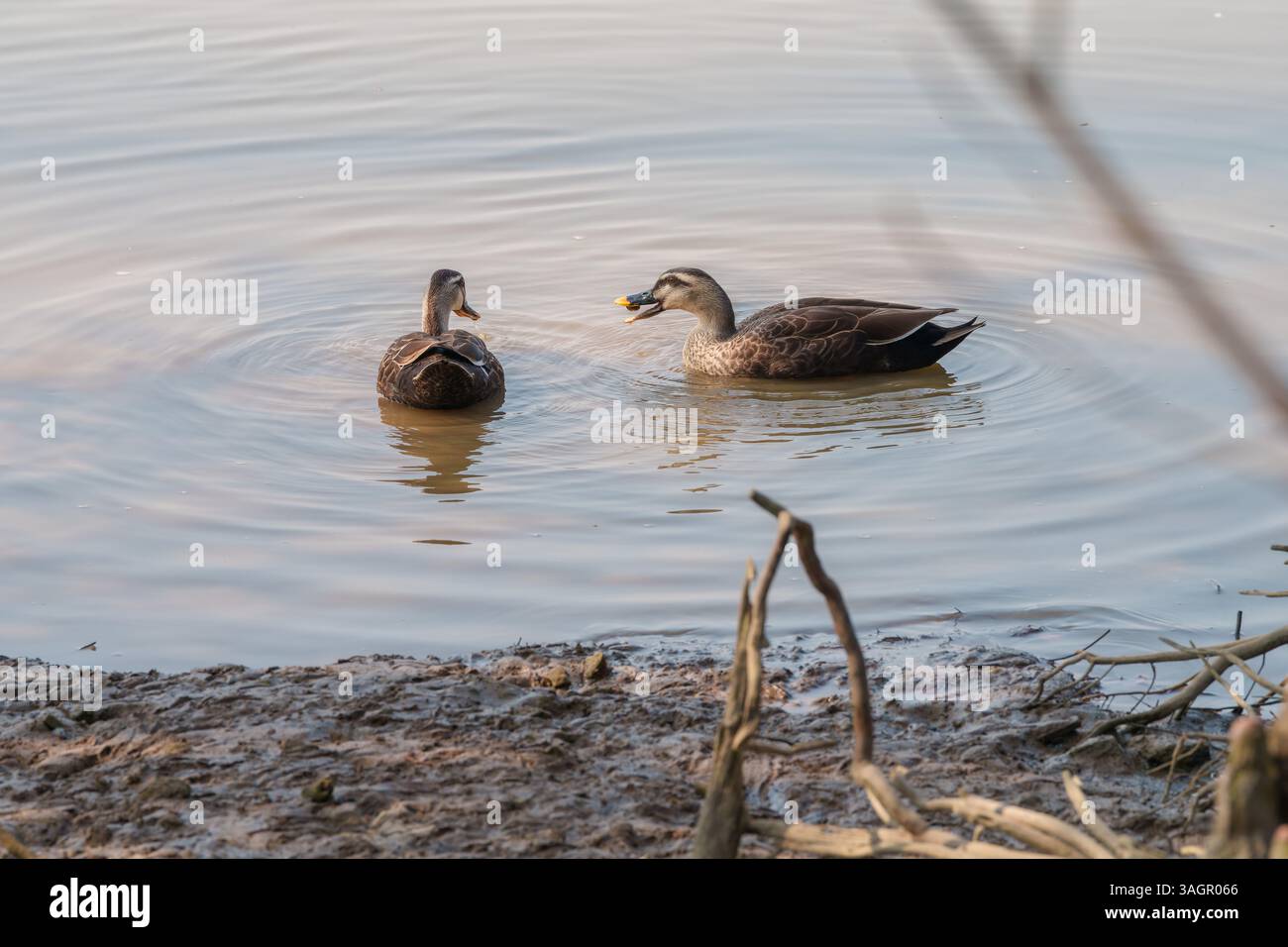 Floating wild ducks in hi-res stock photography and images - Alamy