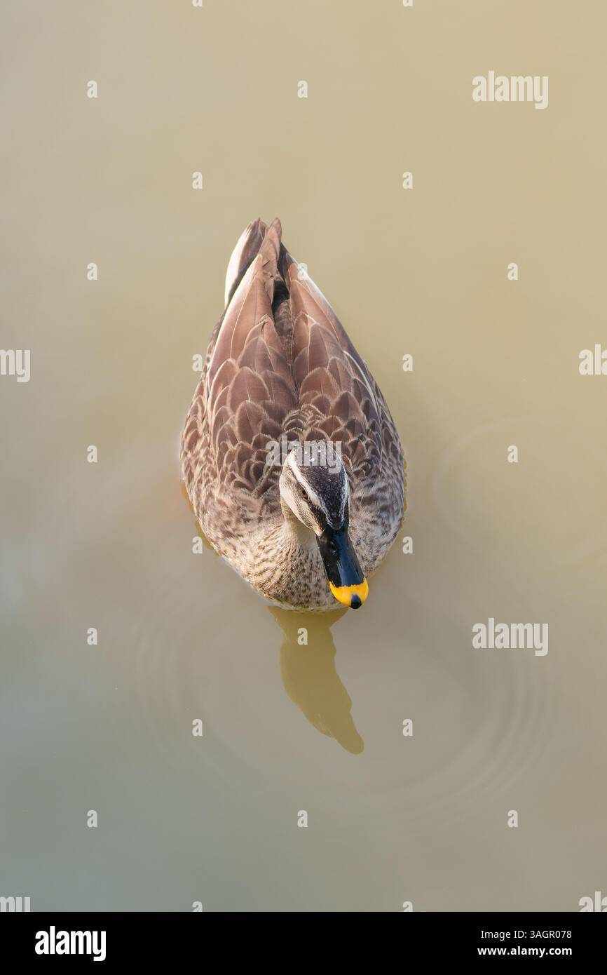 Colorful ducks swim in pond hi-res stock photography and images - Alamy