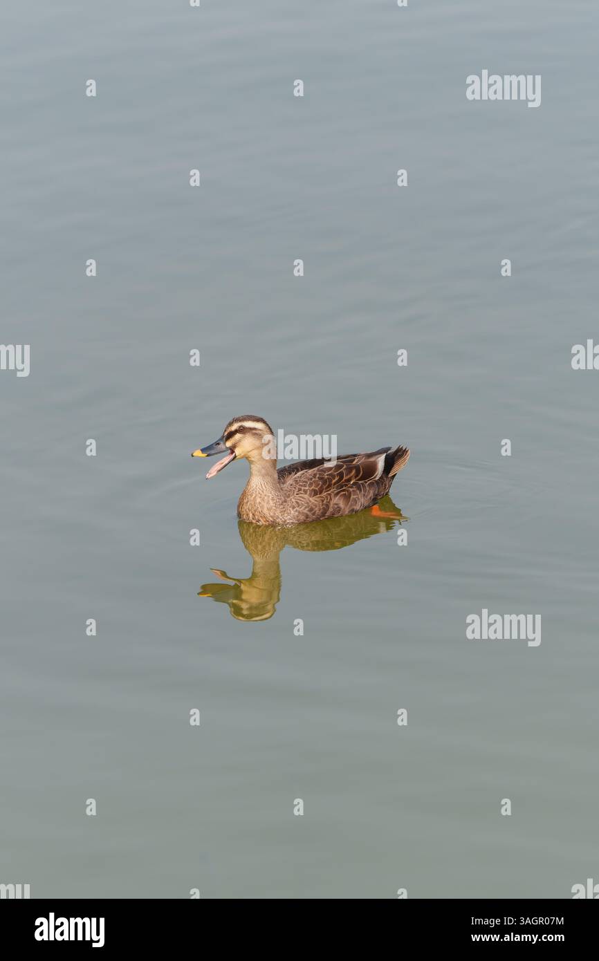 Colorful ducks swim in pond hi-res stock photography and images - Alamy