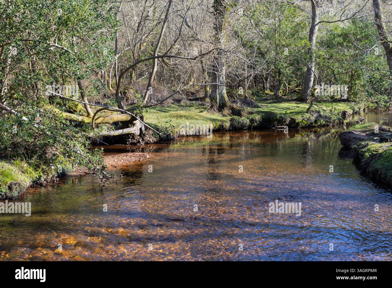 Ober Water stream in the New Forest National Park. Hampshire, England ...