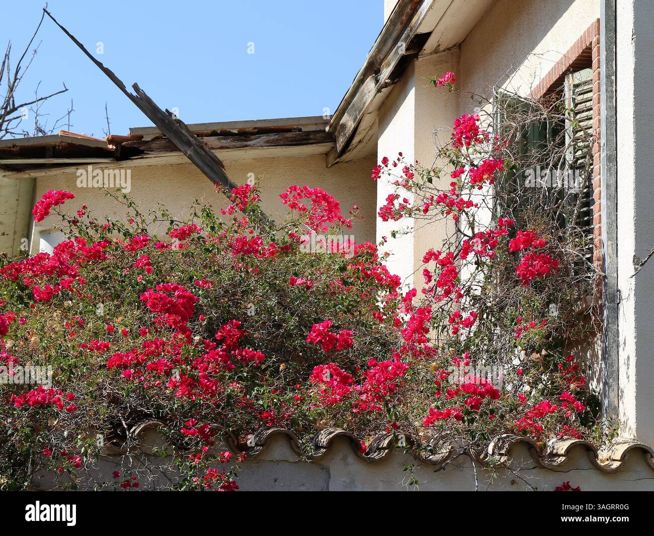 Damaged Abandoned Old Cypriot House with Dark Pink Bougainvillea ...