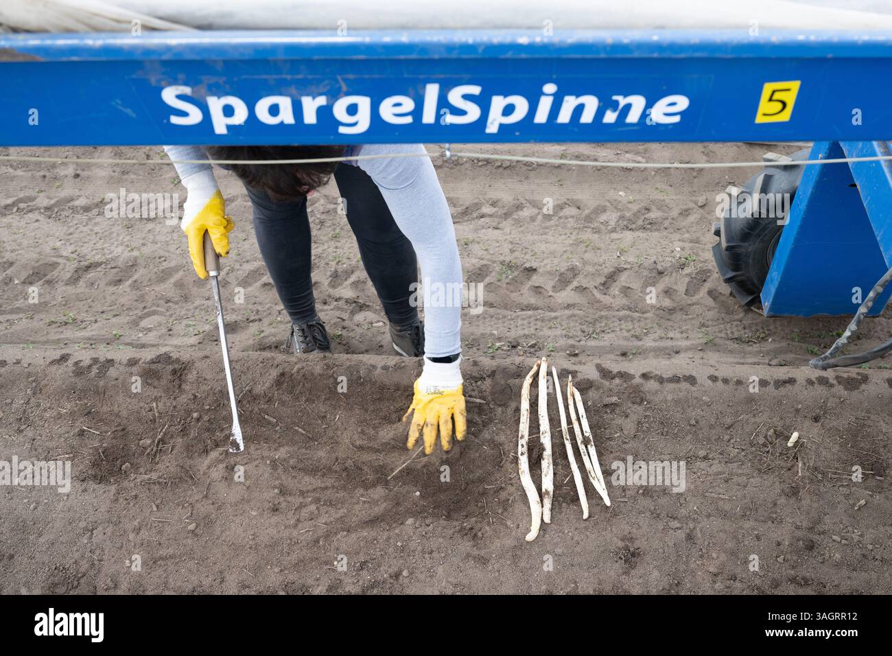 09 April 2025, Saxony, Nieschütz: A harvest worker cuts fresh asparagus ...