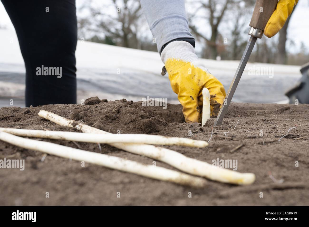 09 April 2025, Saxony, Nieschütz: A harvest worker cuts fresh asparagus ...