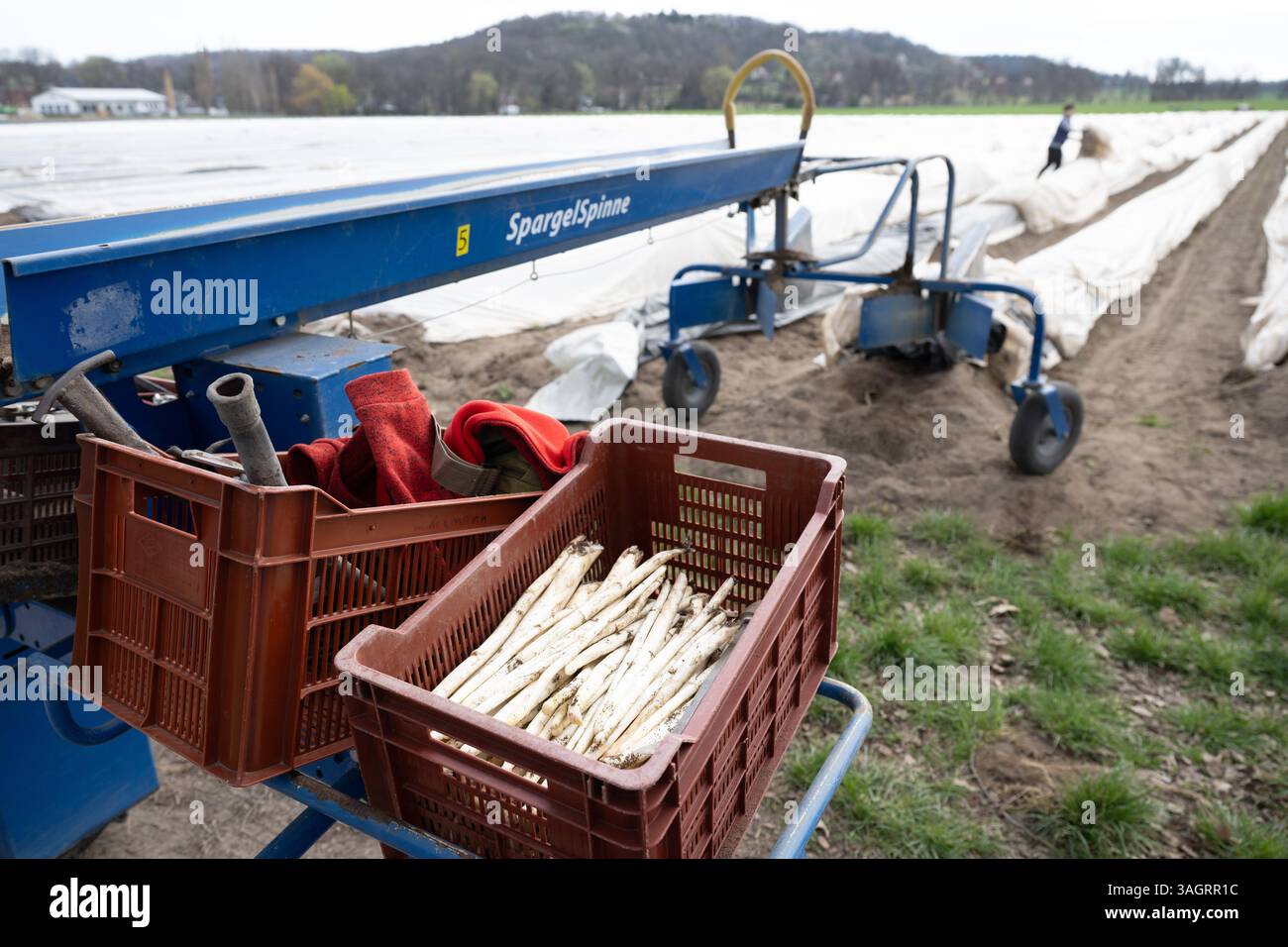 09 April 2025, Saxony, Nieschütz: Freshly cut asparagus lies in a box ...