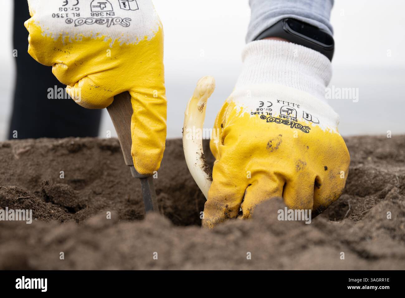09 April 2025, Saxony, Nieschütz: A harvest worker cuts fresh asparagus ...