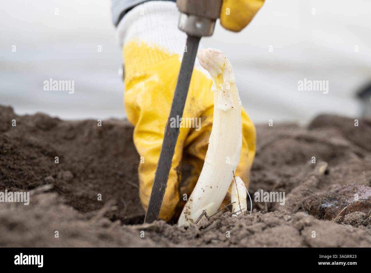 09 April 2025, Saxony, Nieschütz: A harvest worker cuts fresh asparagus ...