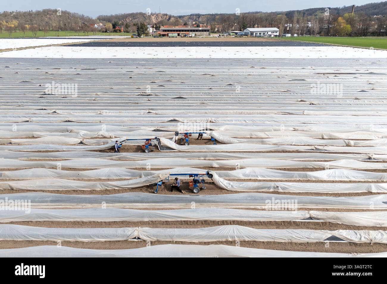 09 April 2025, Saxony, Nieschütz: Harvest workers cutting fresh ...