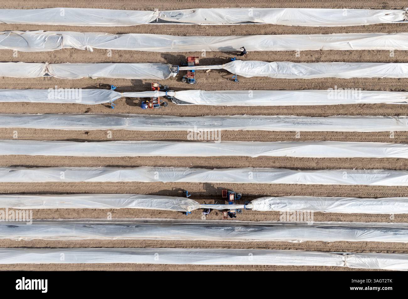 09 April 2025, Saxony, Nieschütz: Harvest workers cutting fresh ...