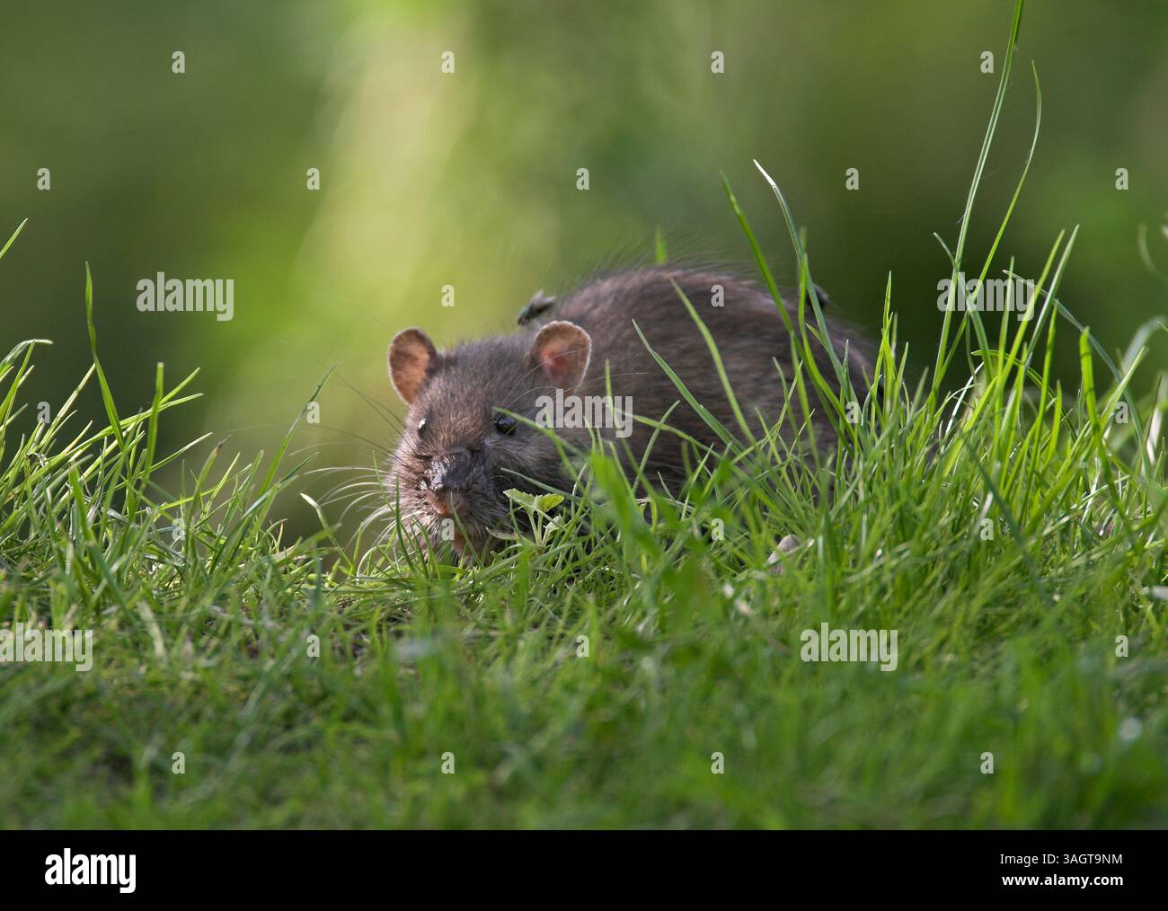 Wanderratte, Wander-Ratte, Ratte, Rattus norvegicus, Common Rat, Rat ...