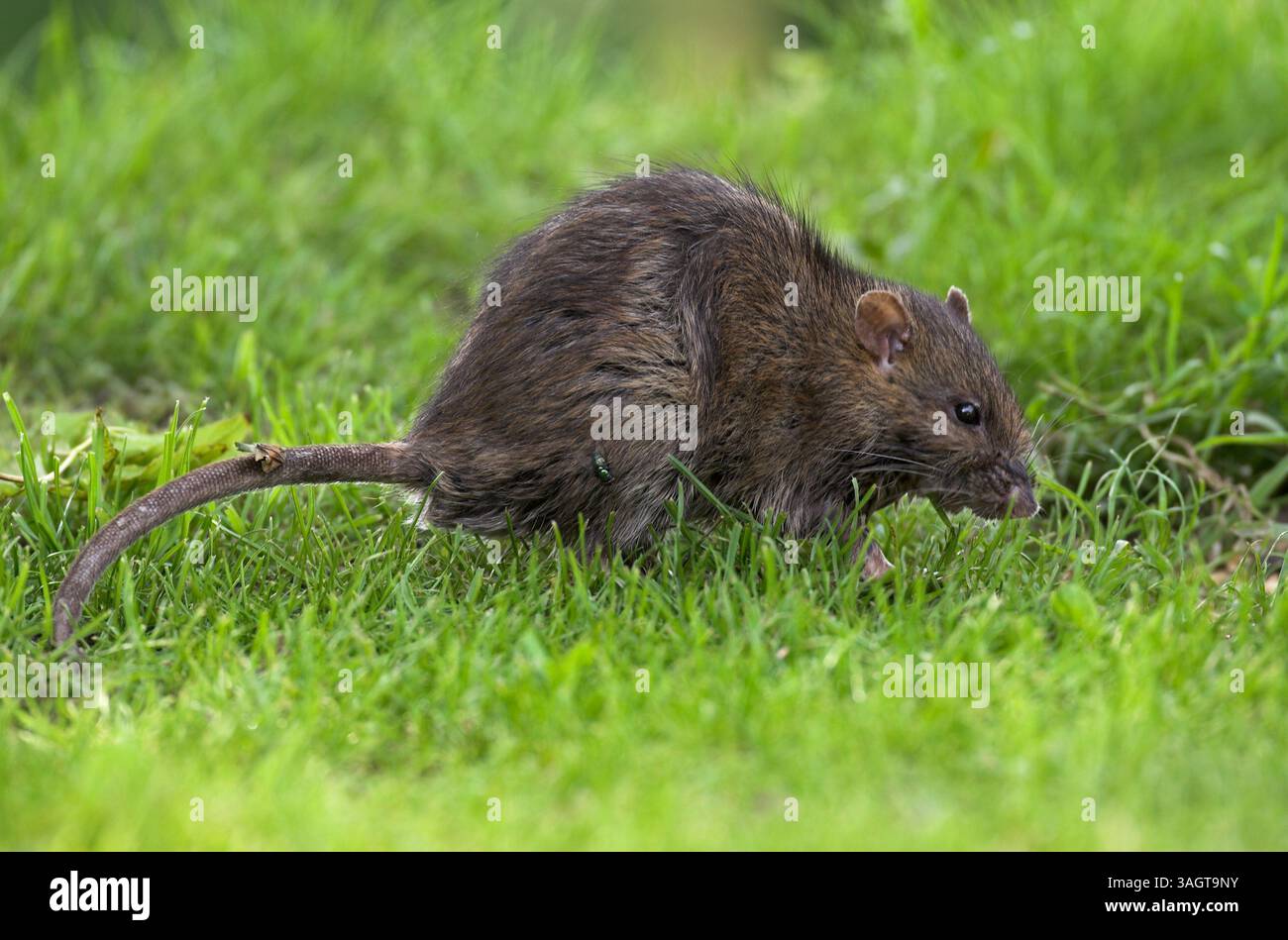 Wanderratte, Wander-Ratte, Ratte, Rattus norvegicus, Common Rat, Rat ...