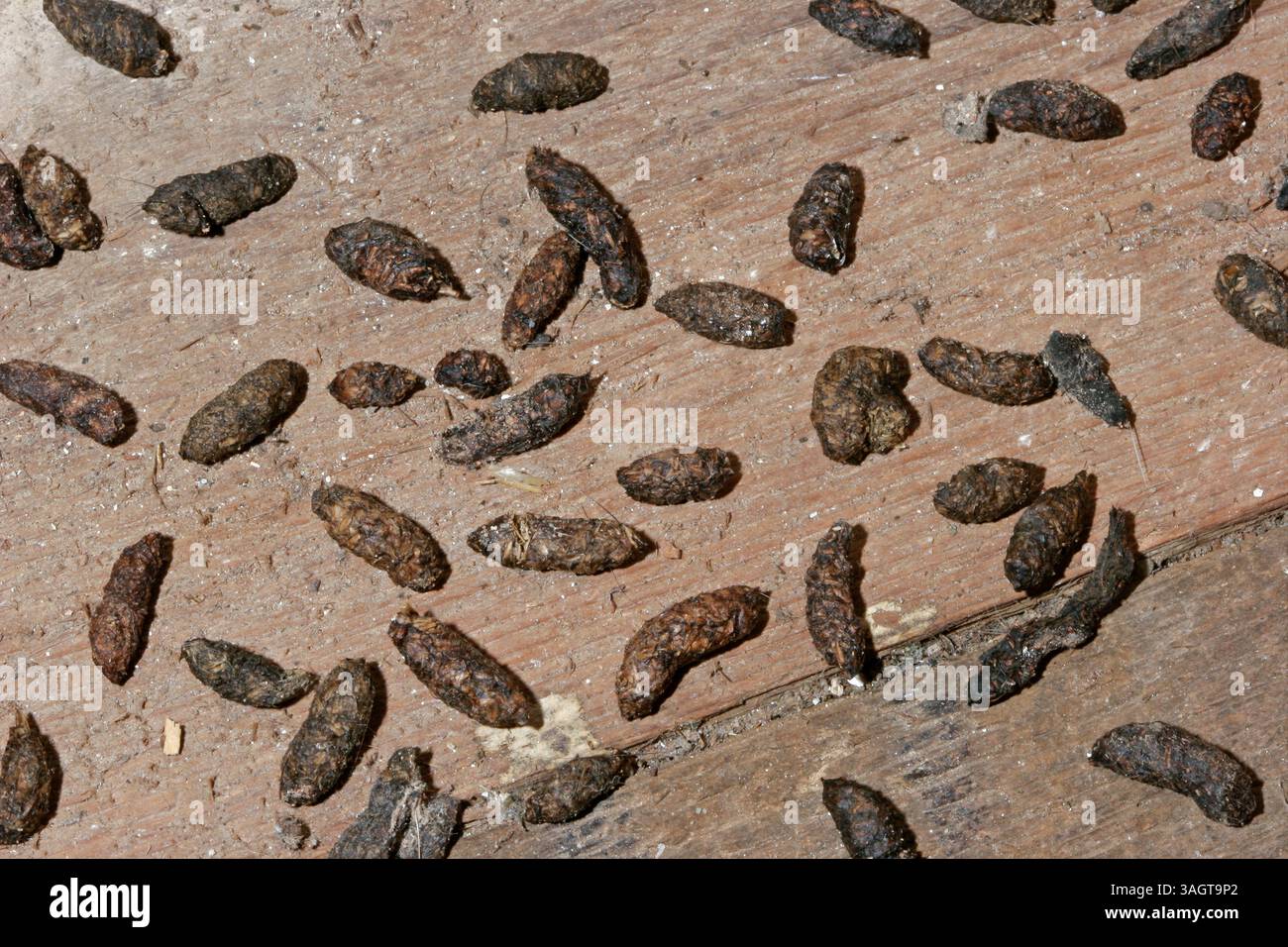 Wanderratte, Losung, Kot, Kotpillen, Wander-Ratte, Ratte, Rattus ...