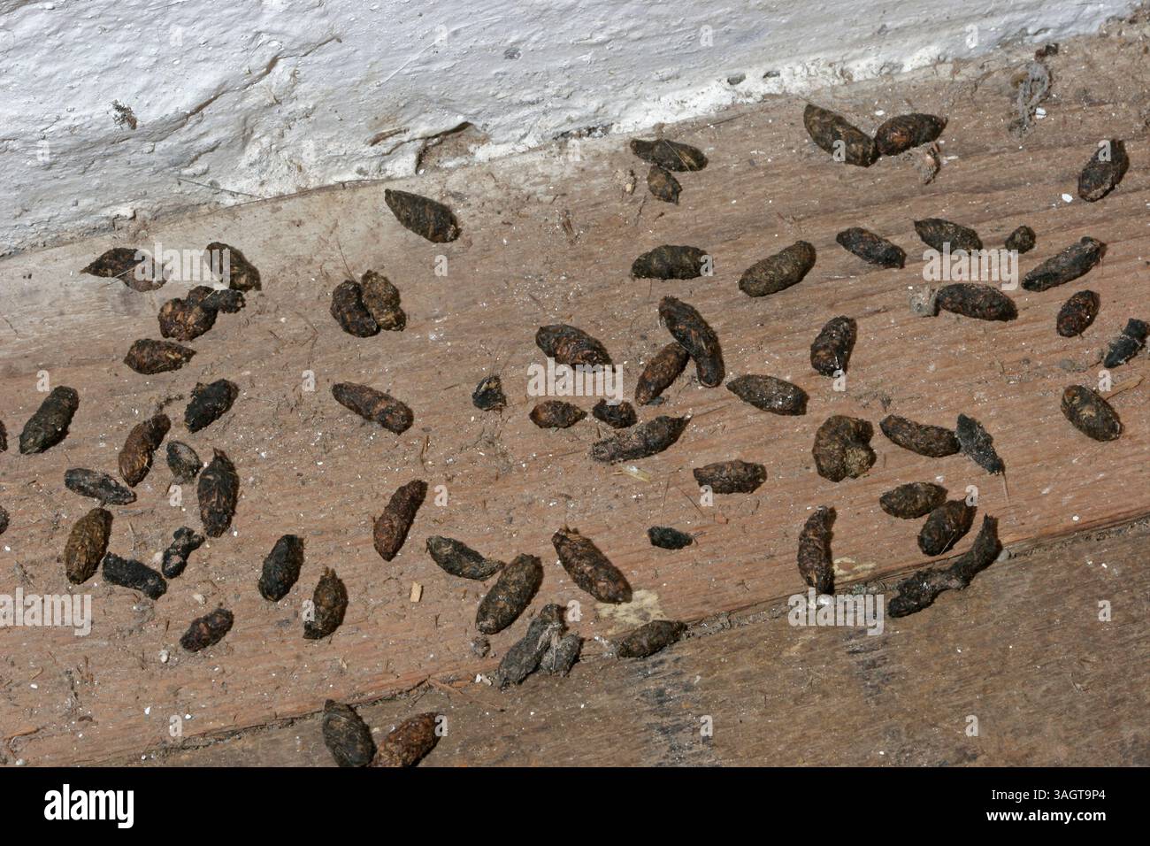 Brown rat droppings hi-res stock photography and images - Alamy