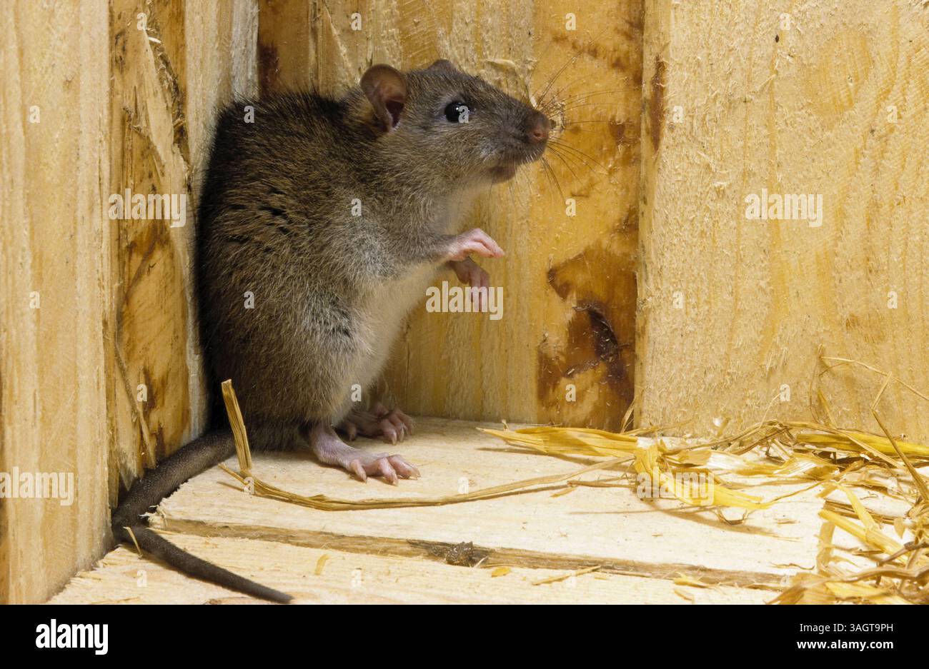 Wanderratte, Wander-Ratte, Ratte, Rattus norvegicus, commoner brown rat ...