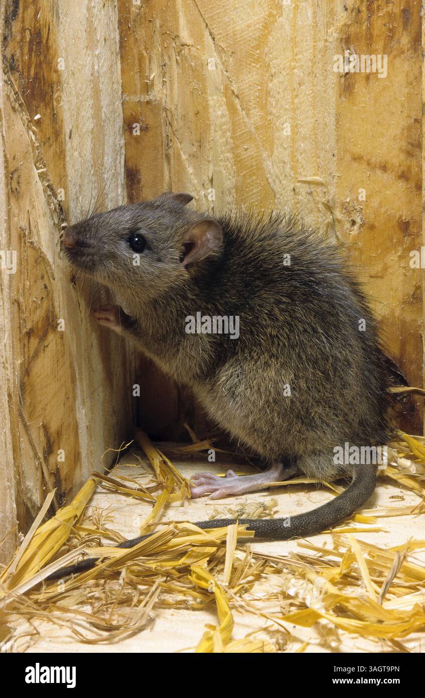 Wanderratte, Wander-Ratte, Ratte, Rattus norvegicus, commoner brown rat ...