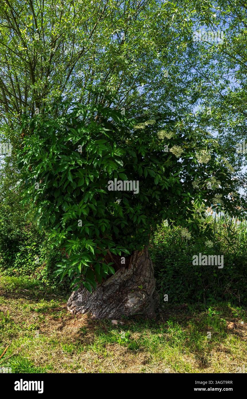 Holunder wächst aus einem Baumstumpf Ein einzelner Holunderbusch wächst ...