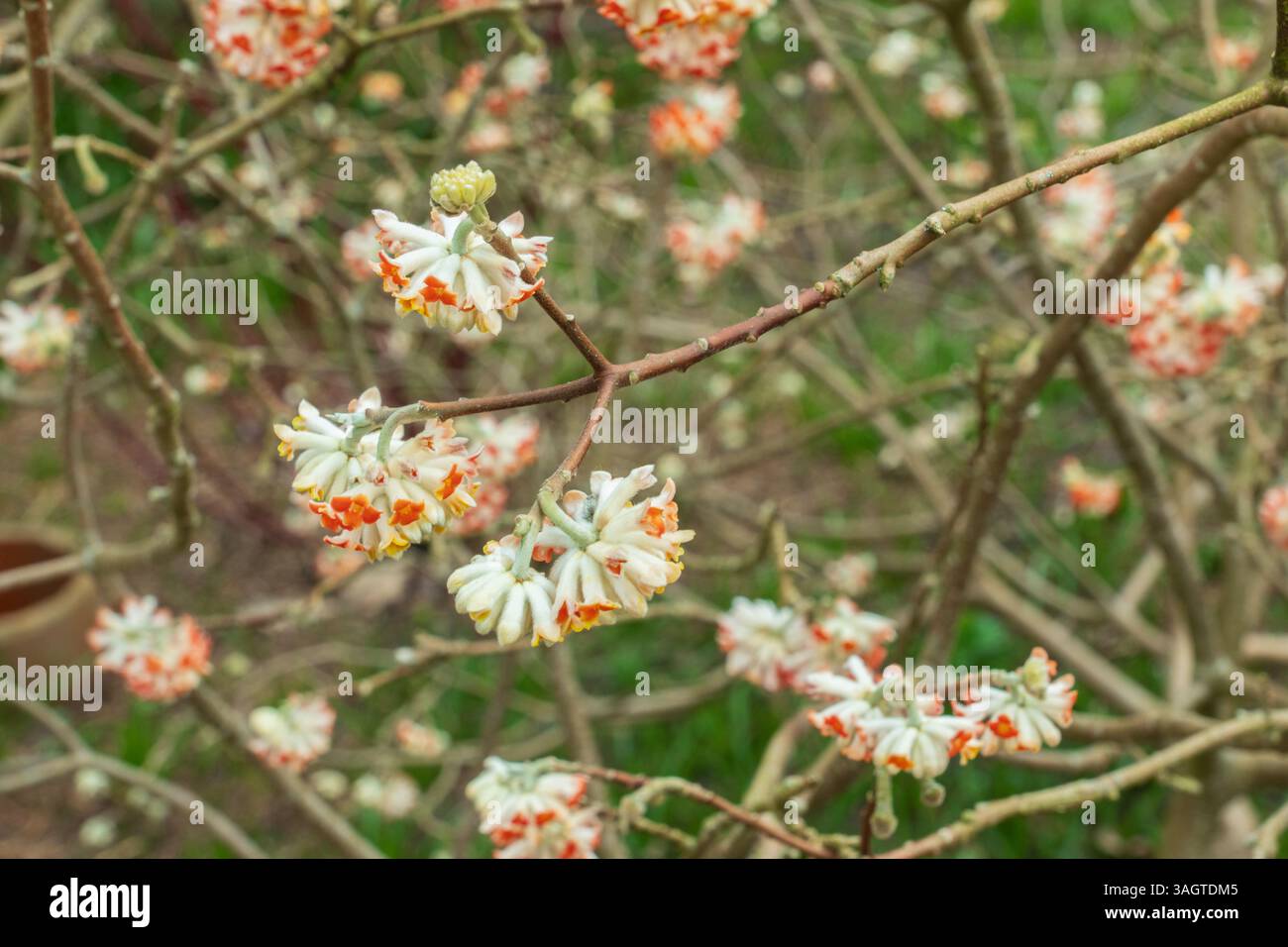 Close-up of branch of deciduous, bushy shrub Edgeworthia chrysantha ...