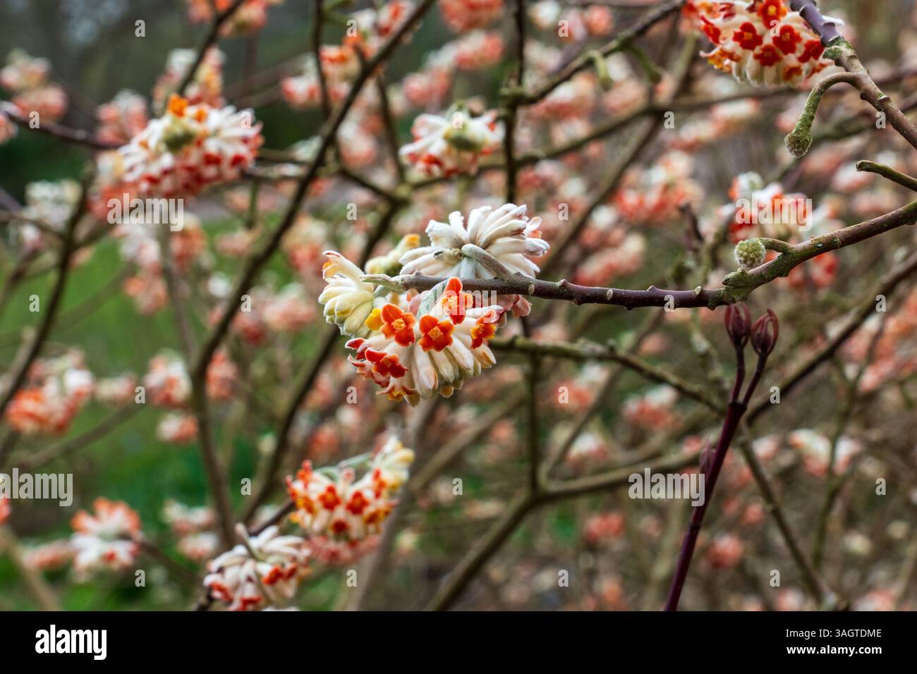 Deciduous, bushy shrub Edgeworthia chrysantha 'Red Dragon' or paper ...