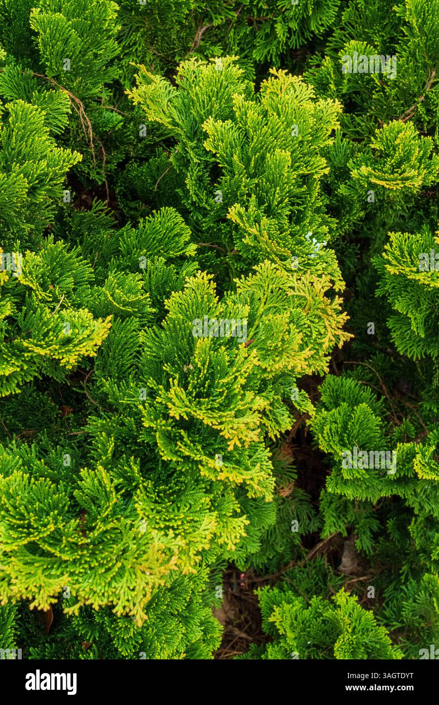 Slow-growing evergreen conifer, Chamaecyparis obtusa 'Nana Gracilis ...