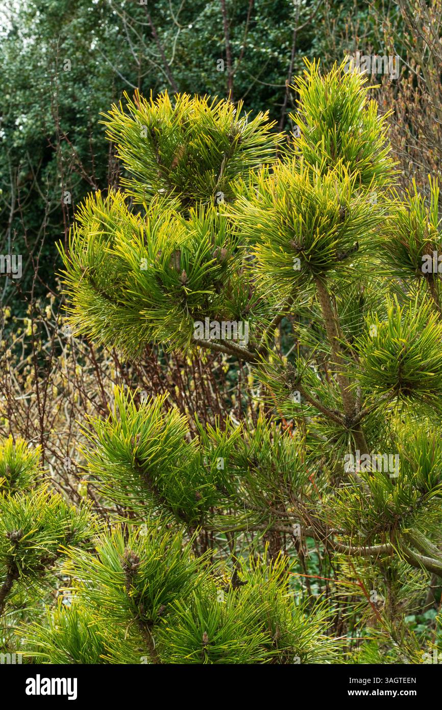 Pinus mugo 'Golden Glow' bushy, evergreen shrub with slender yellow ...