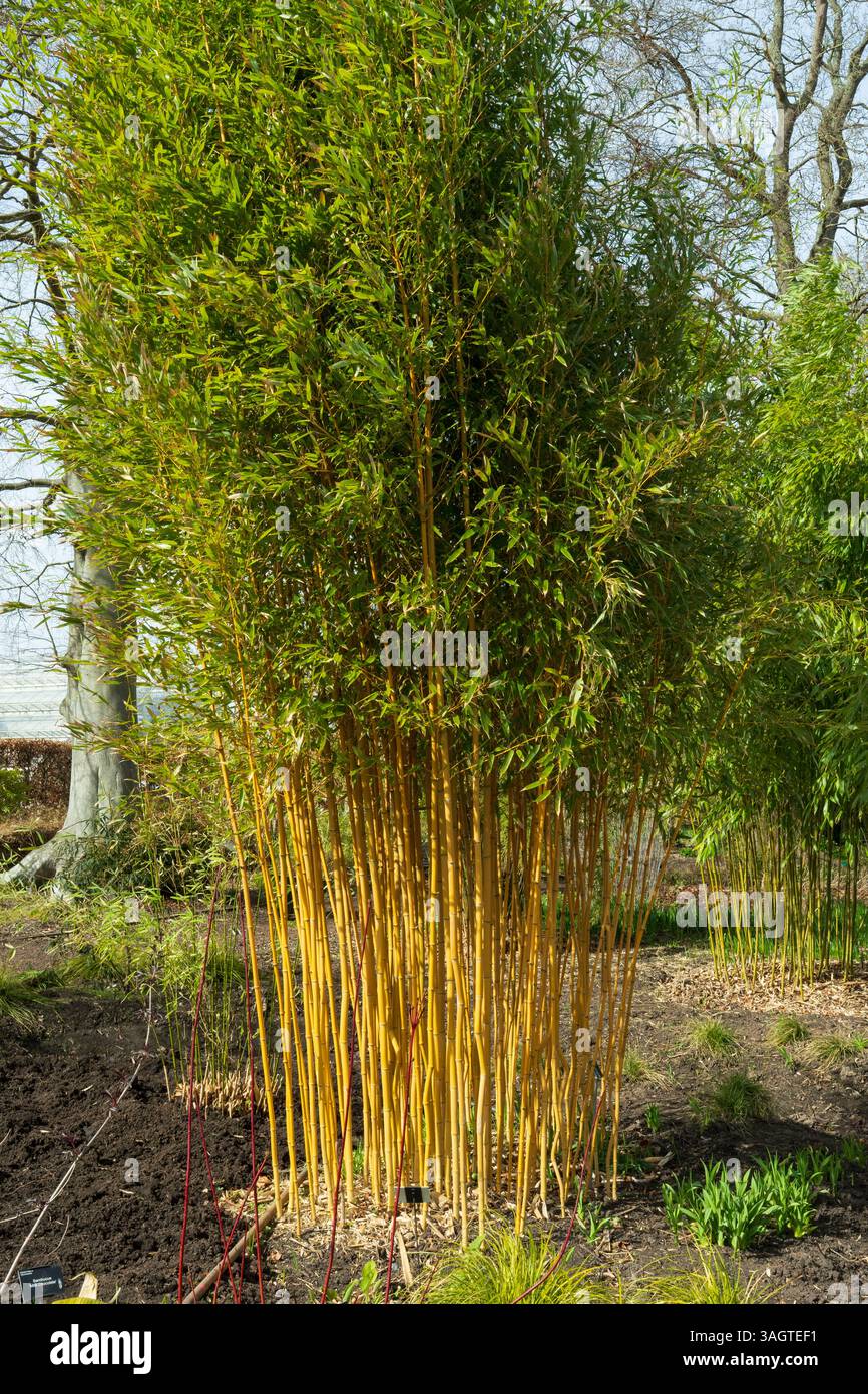 A tall growing bamboo Phyllostachys aureosulcata aureocaulis, golden ...