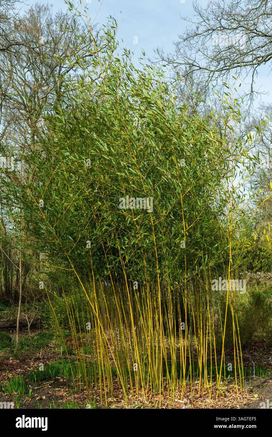 phyllostachys bissetii, a robust evergreen bamboo with dense growth ...