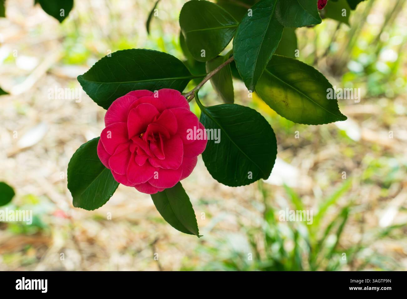 Close-up delicate bright red flowers, Camellia japonica 'Cammmpbellii ...