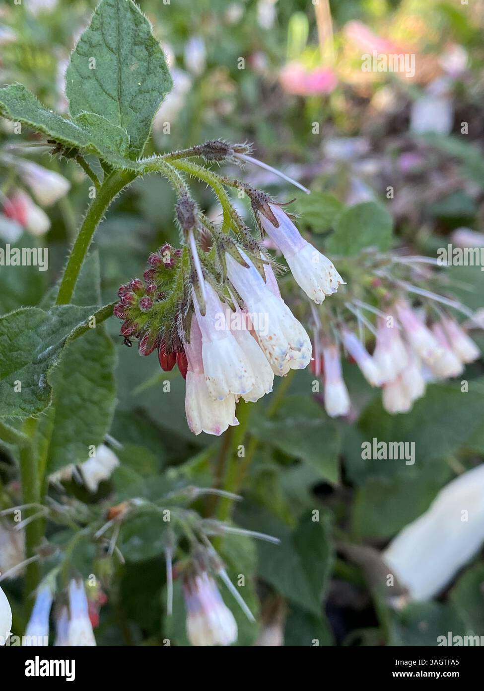 custer of Small shrub, Symphytum Grandiflora 'Wisley blue' or Comfrey ...