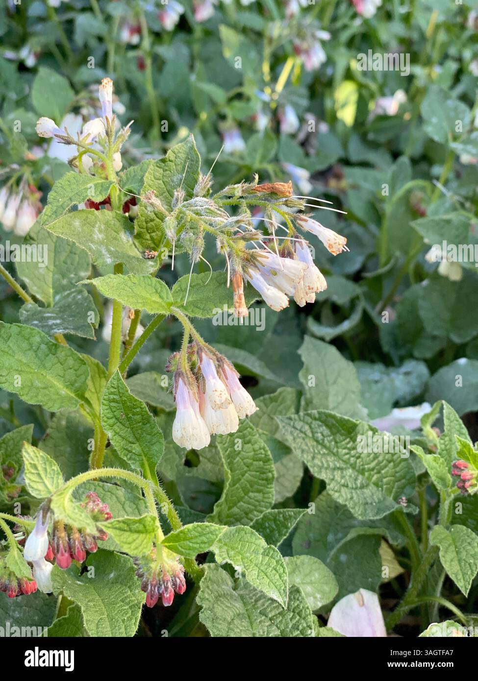 Cluster of Symphytum Grandiflora 'Wisley blue' or Comfrey plant herbal ...