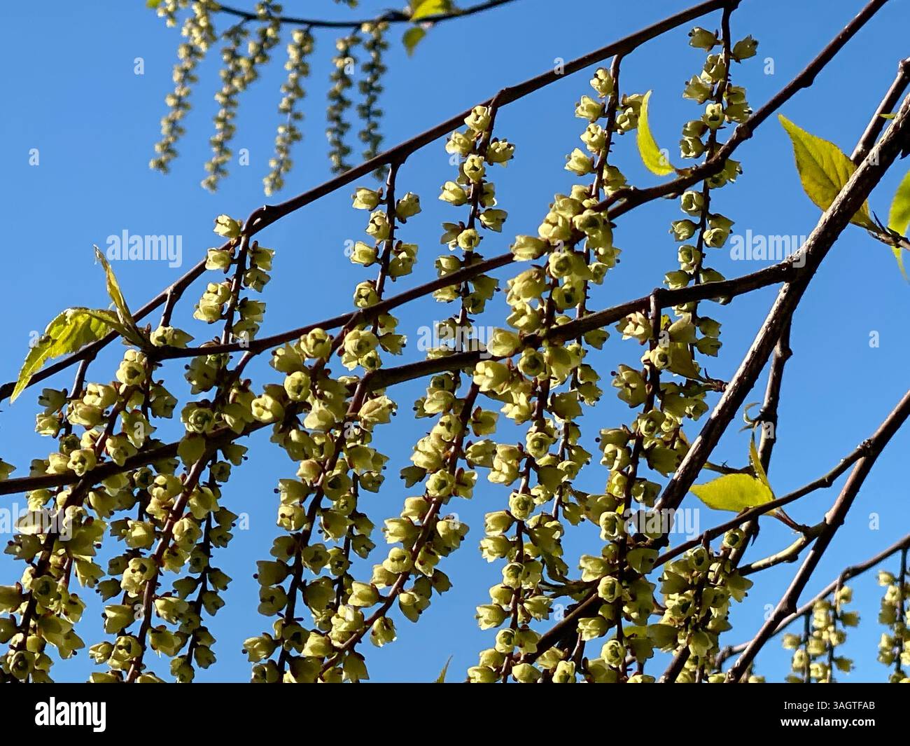 Close-up Stachyurus chinensis 'Celina', adorned with its ornamental ...