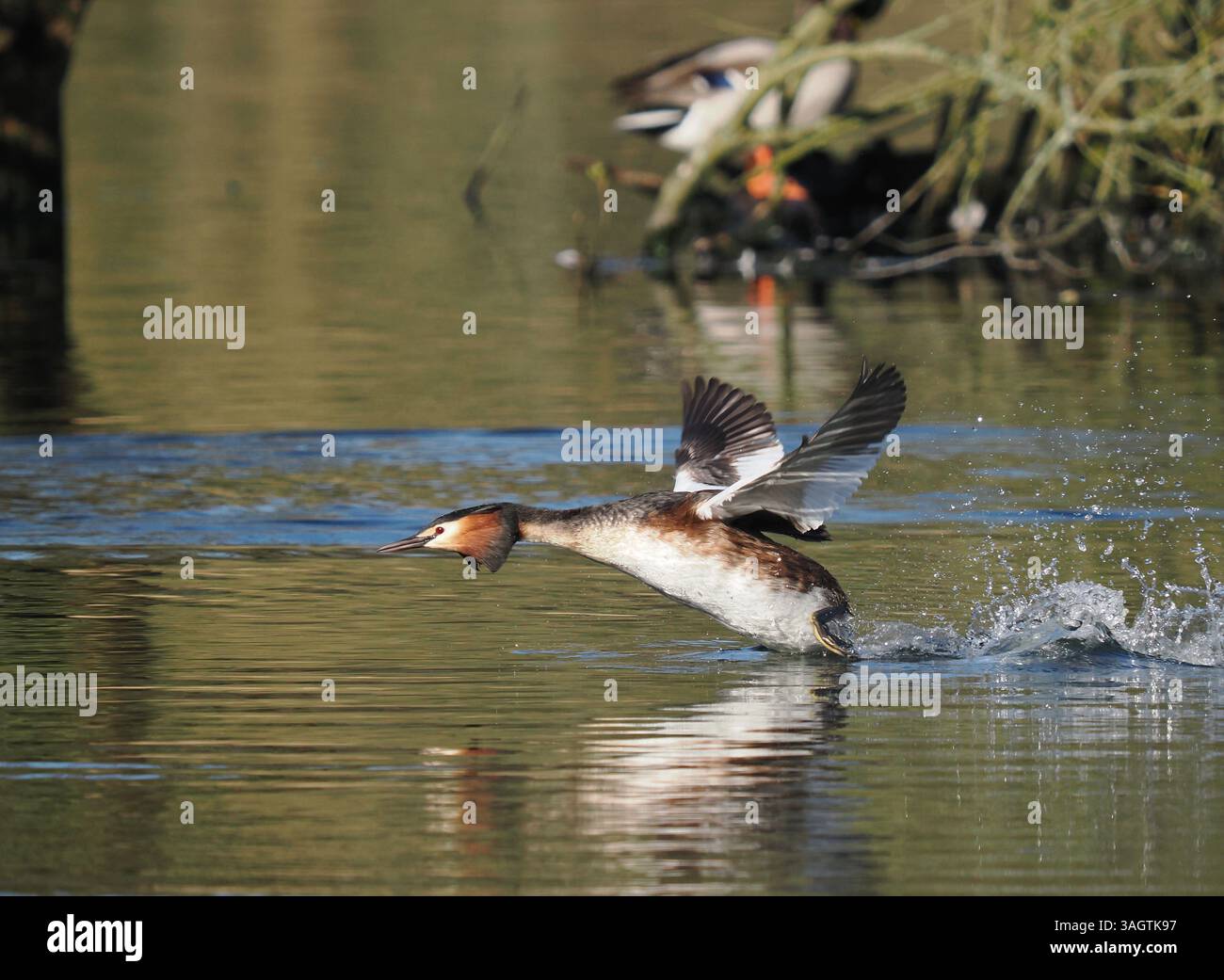 The great crested grebes on the local waters are less intense in their ...