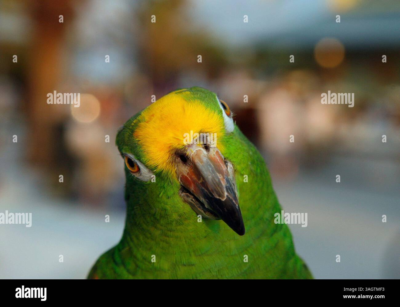 Dama murray hi-res stock photography and images - Alamy