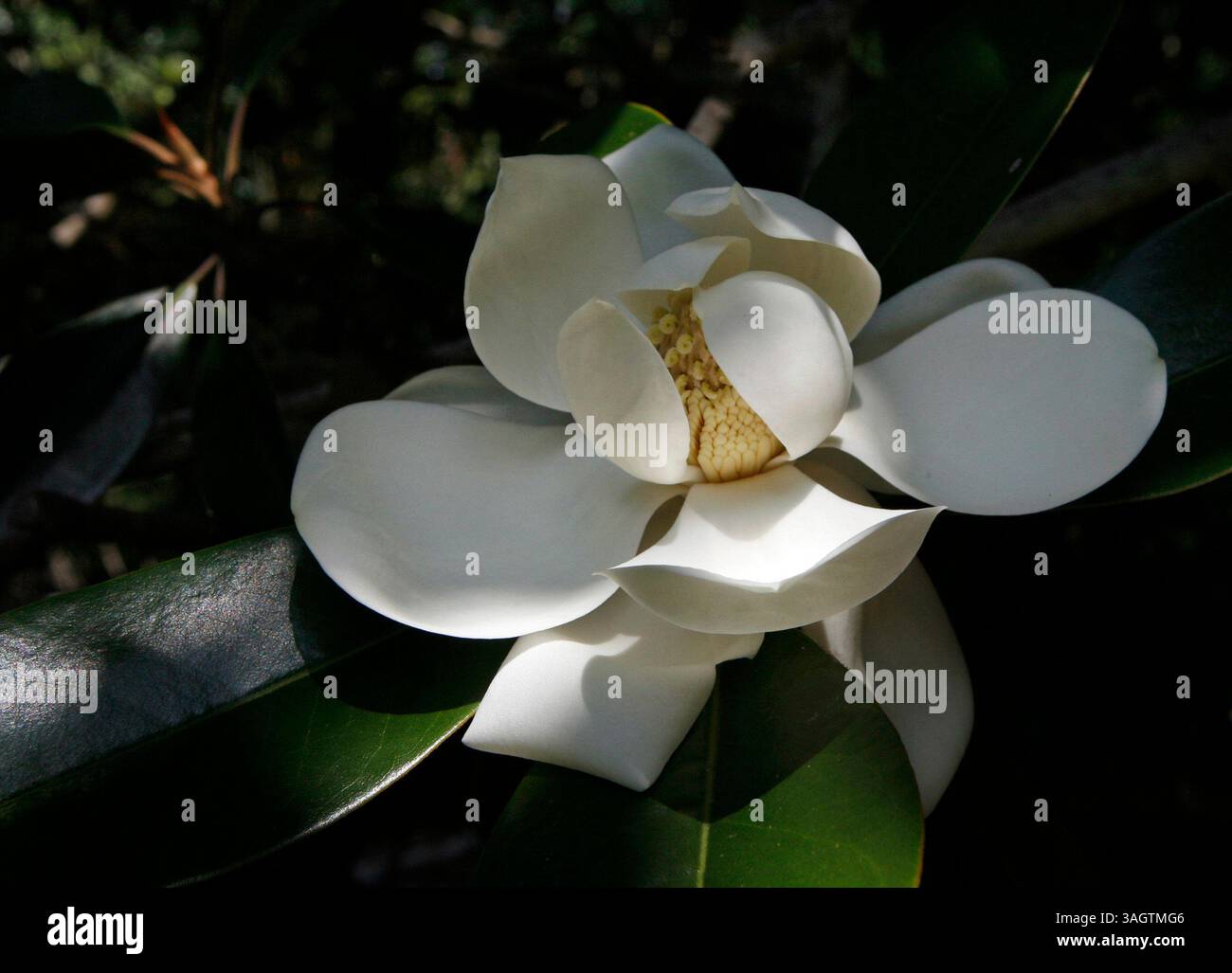 NP 307989 DAMA largarden 5 (06/25/2009 LARGO) A magnolia blossom on a ...