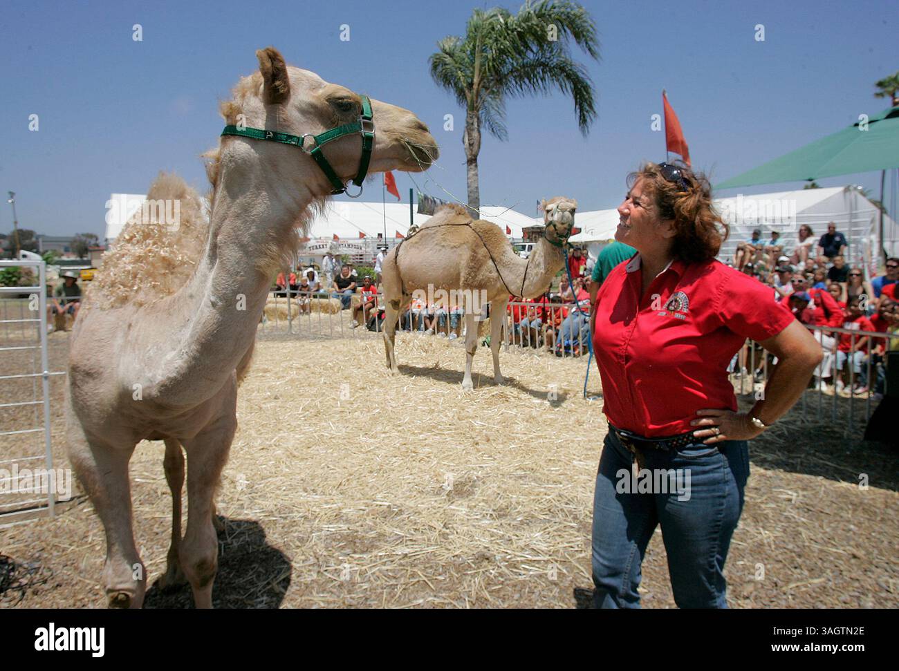 June 26, 2009, Del Mar, CA, U.S.A. During the Oasis Camel Dairy's show ...