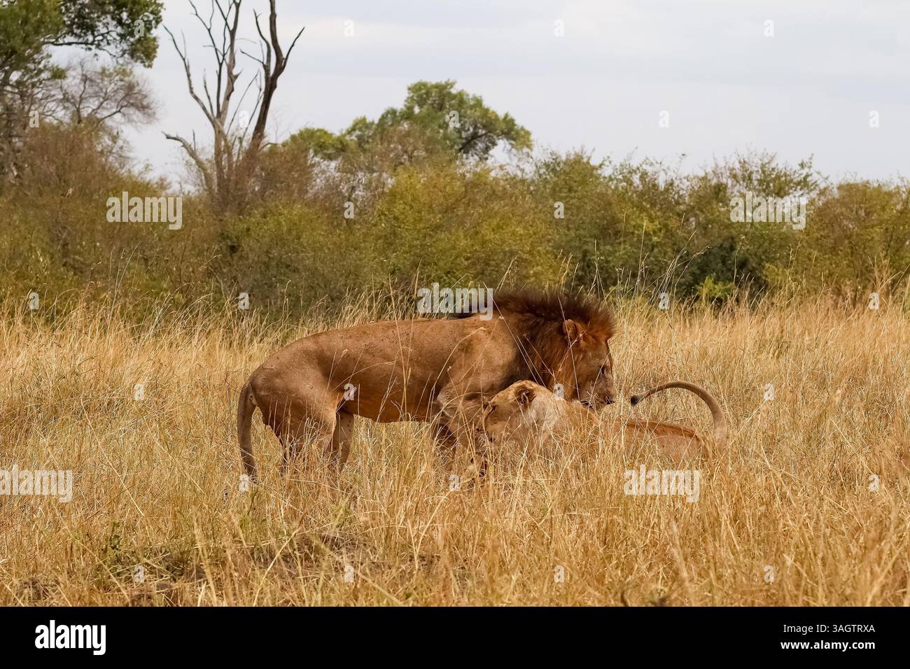 Male and female lions mating amidst tall, dry grass on the African ...