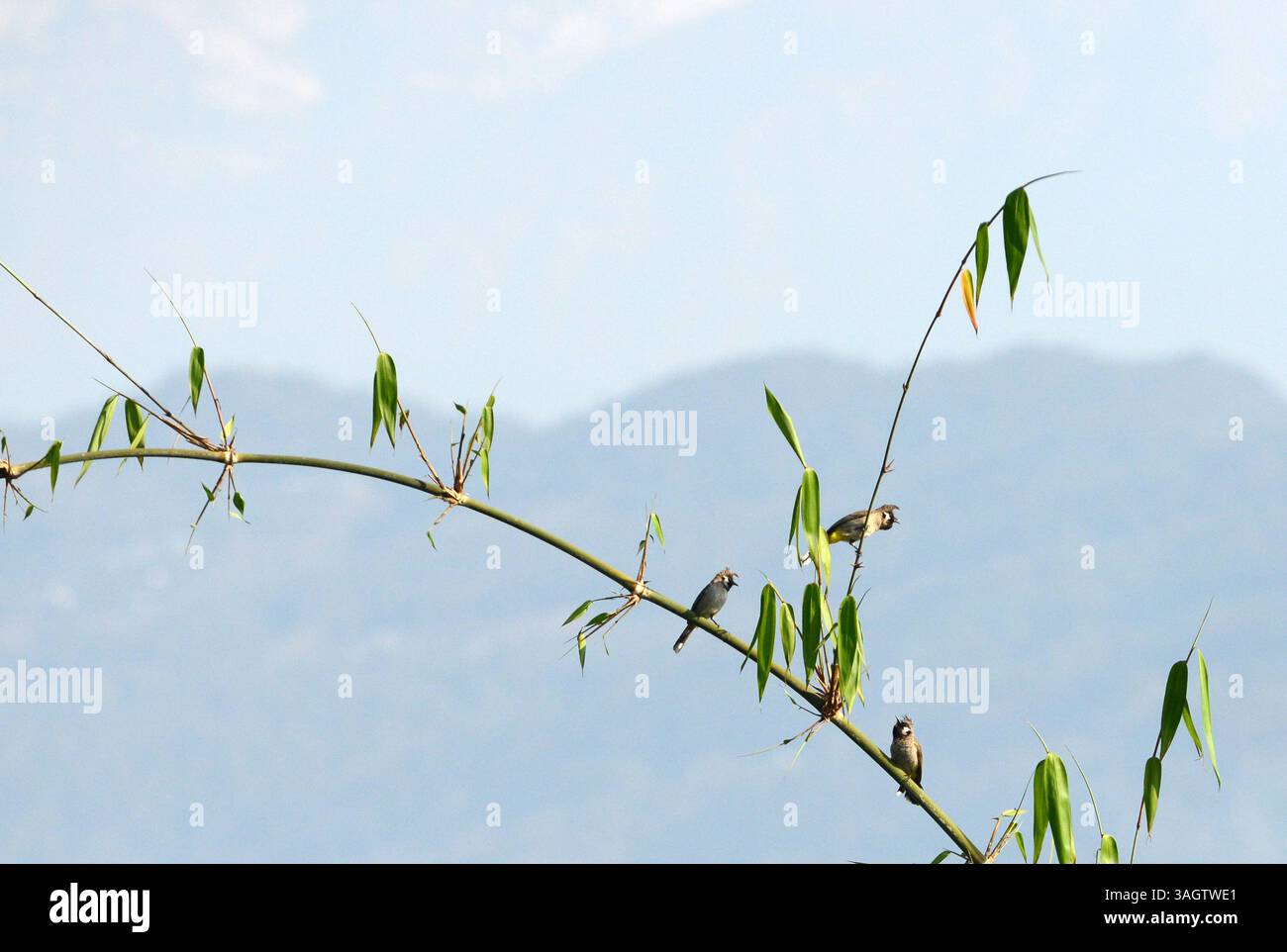 Himalayan Bulbul birds on a bamboo tree near the Peace Pagoda in ...