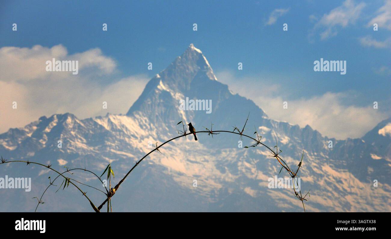 Himalayan Bulbul birds sitting on a bamboo tree near the Peace Pagoda ...