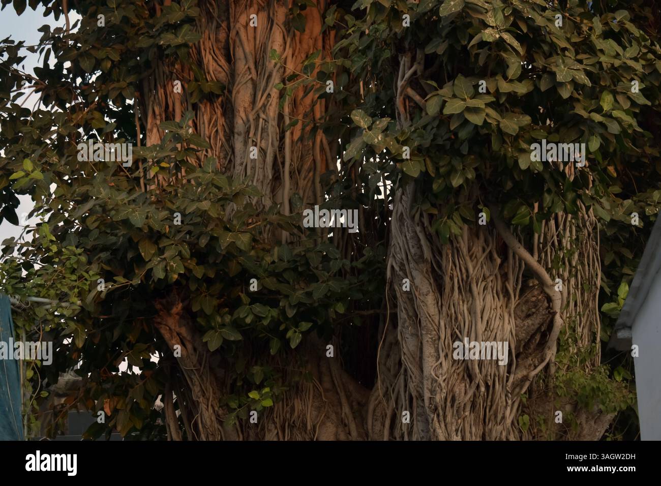 A large banyan tree stands proud, showcasing its extensive roots and ...