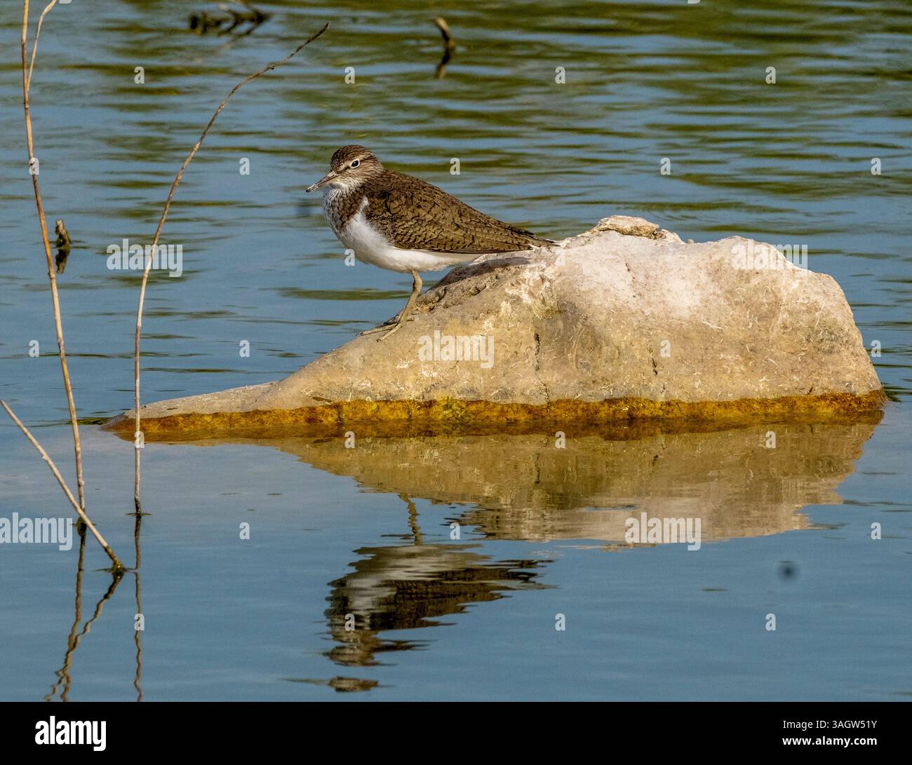 Common sandpiper cyprus hi-res stock photography and images - Alamy