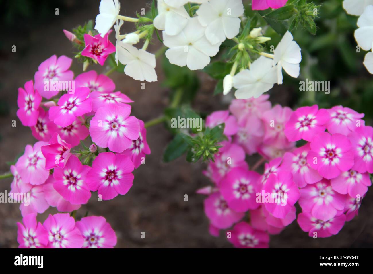 Colorful clusters of pink and white phlox flowers thrive in the natural ...