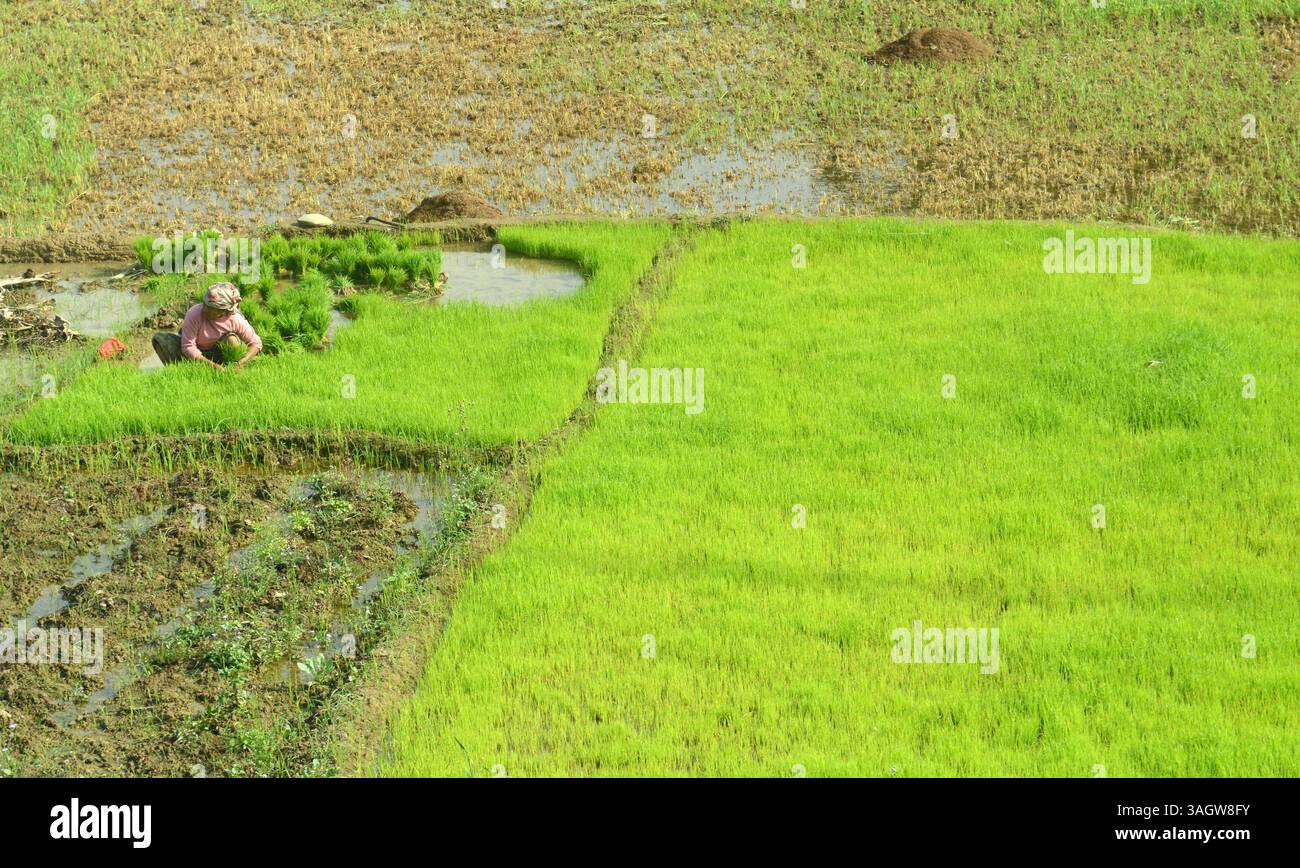 Rice cultivation in central Nepal Stock Photo - Alamy