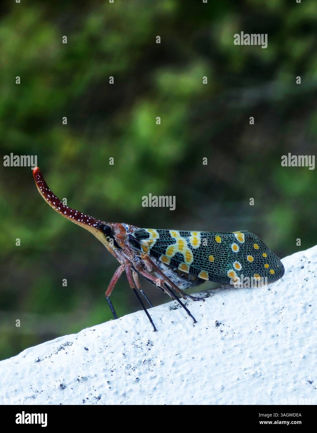 A Pyrops candelaria Planthopper Stock Photo - Alamy