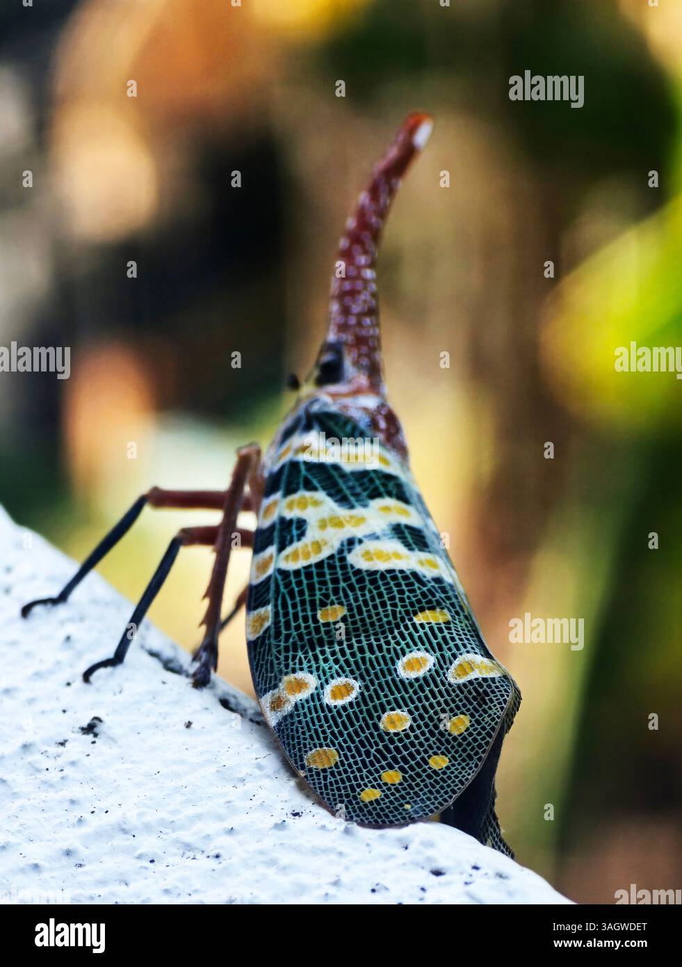 A Pyrops candelaria Planthopper Stock Photo - Alamy
