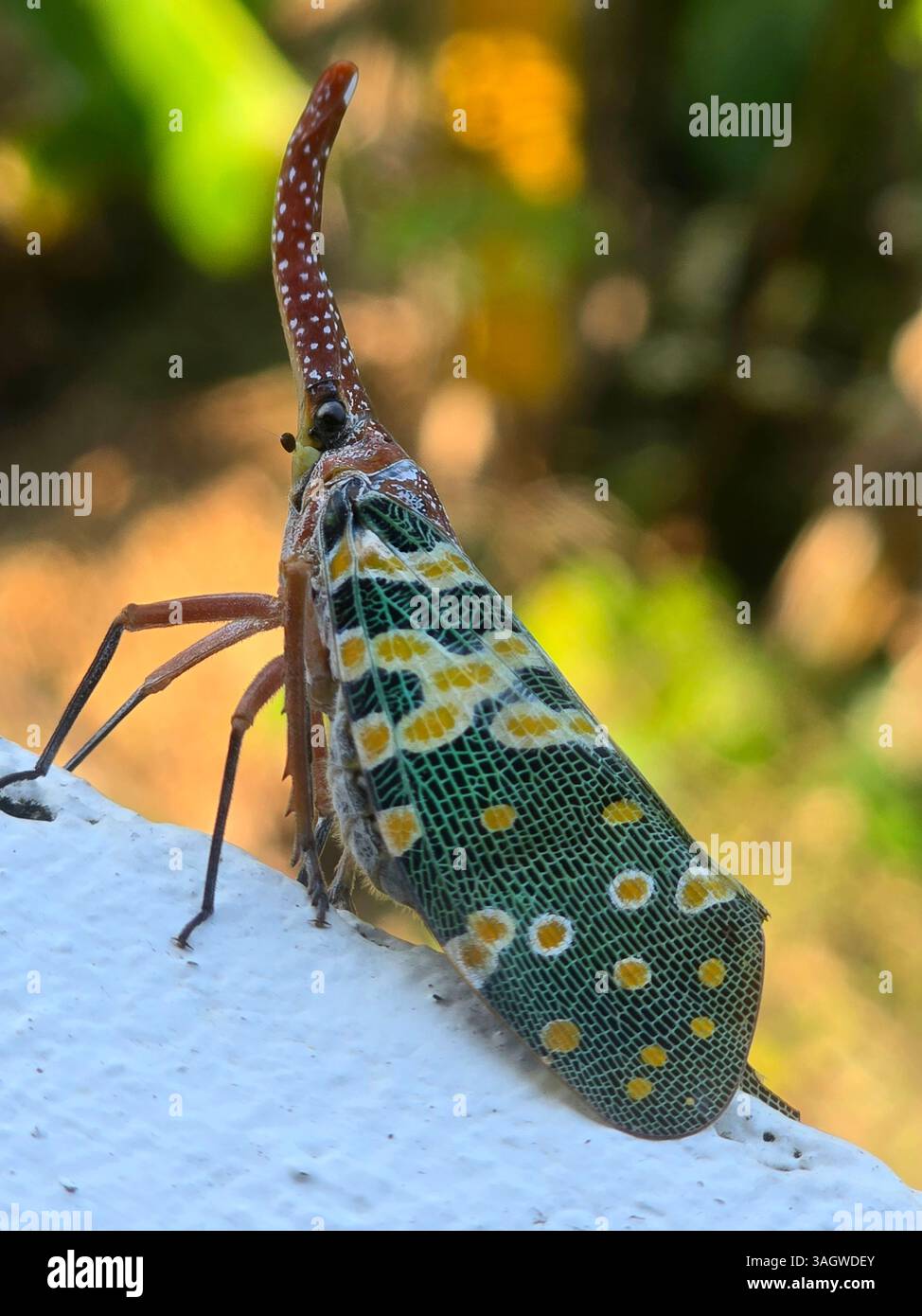 A Pyrops candelaria Planthopper Stock Photo - Alamy
