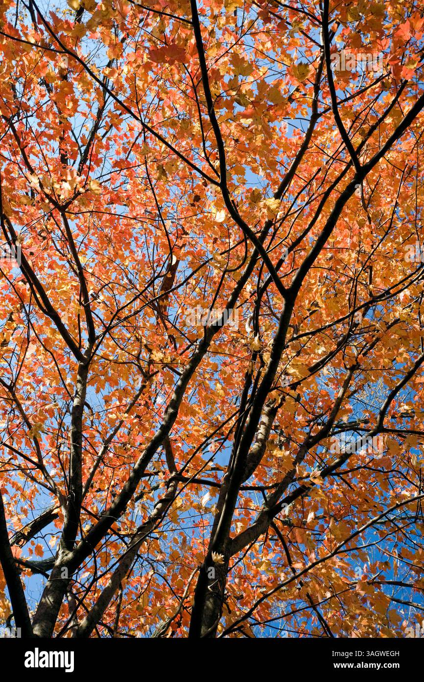 Nov 01, 2006 - Wilton, Connecticut, United States - Maple tree leaves ...