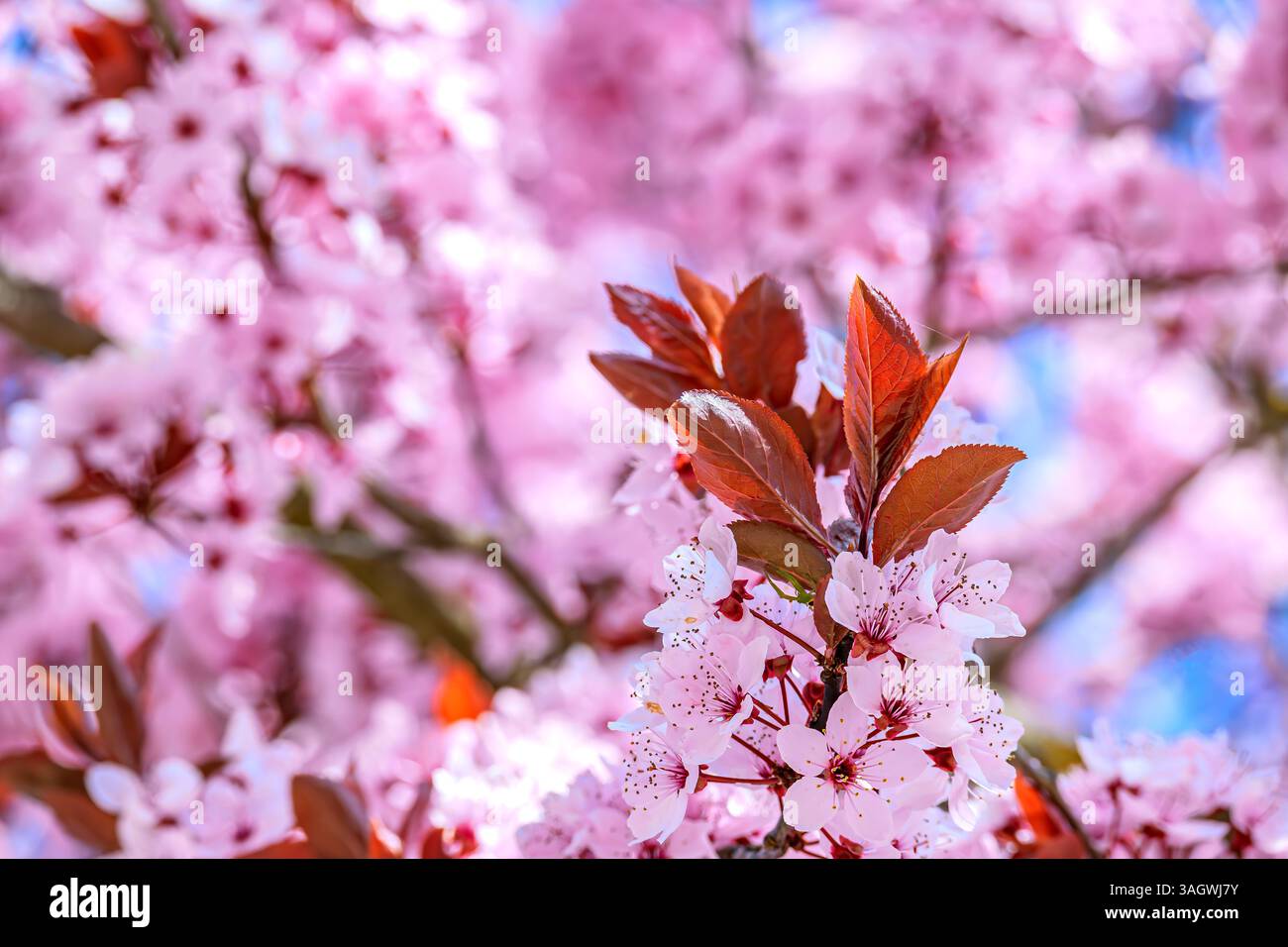 Blossom burst hi-res stock photography and images - Alamy