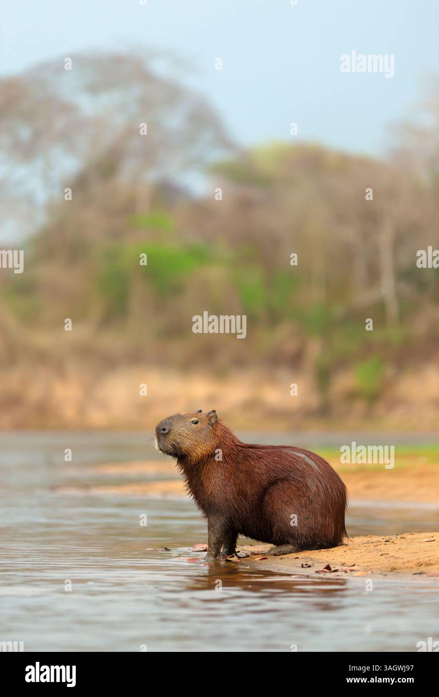 Capybara standing on a river bank in Pantanal, Brazil Stock Photo - Alamy