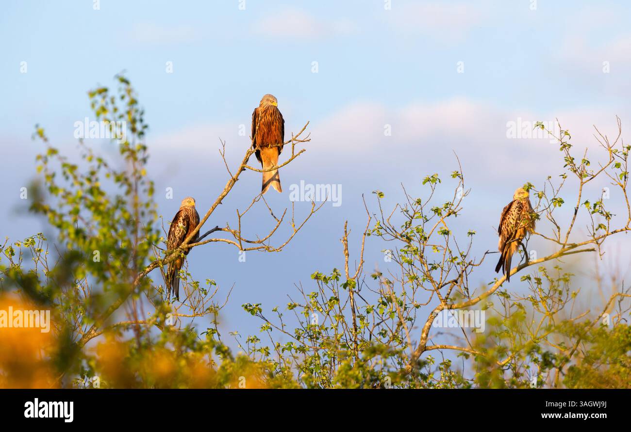 Group of Red kites perched in a tree against blue sky, Chilterns, UK ...