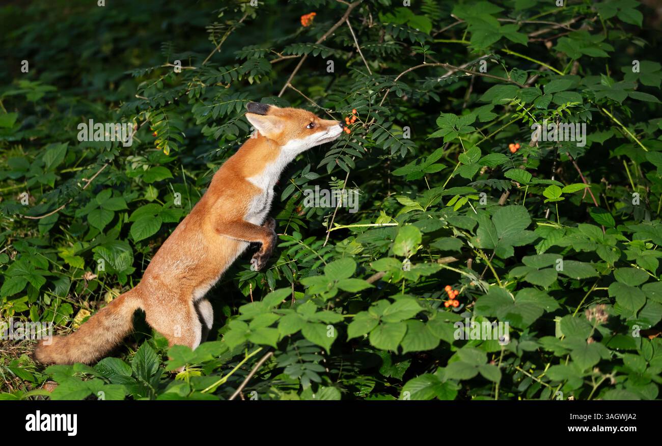 Portrait of a red fox eating rowan berries in a forest, UK Stock Photo ...