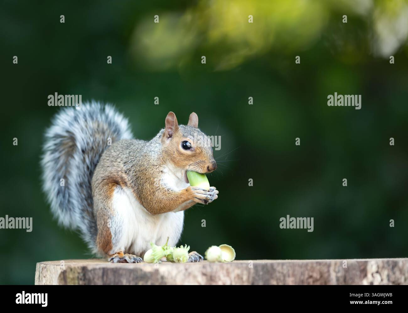 Grey squirrel eating green acorn on a tree stump in autumn, UK Stock ...