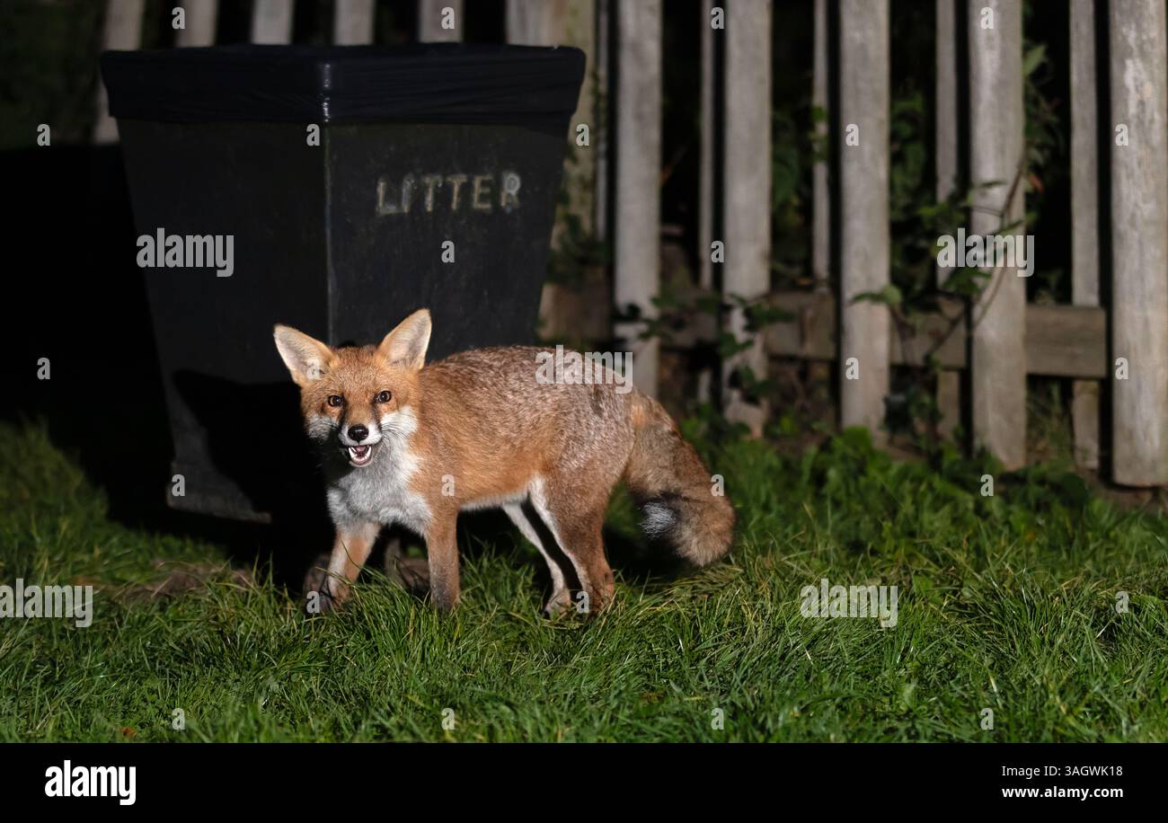 Fox bin uk hi-res stock photography and images - Alamy